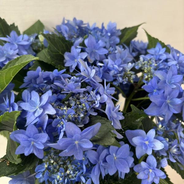 【千代女】星型の装飾花を持つアジサイです。【2026.5.27　撮影】サイズ…鉢底から約45ｃｍ※植物により多少の誤差がございます。※画像はサンプルです。植物につき、画像とお届け商品のイメージが、異なる場合があります。(気温や栽培環境により...