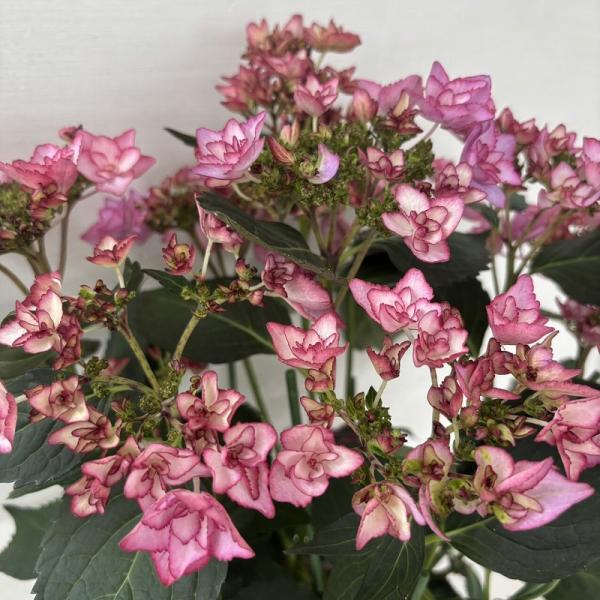 【キャンディポップ】濃いピンク色の覆輪を持つ八重咲のアジサイです。花が次々と増え、色がピンクからパープル、そしてグリーンへと変化する、長く楽しめるアジサイです。●花終わりでの販売です。開花時の花色は土壌により変化致します。予めご了承ください...