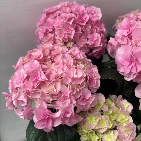 【雷音】八重のテマリ咲きで、花色の美しいアジサイです。●花終わりでの販売です。開花時の花色は土壌により変化致します。予めご了承ください。●花終わりのアジサイは3〜4株まで同梱可能です。※鉢のサイズにより変わる場合がございます。サイズ…鉢底か...