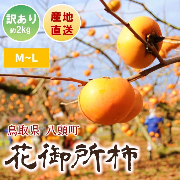 鳥取県八頭町（大御門地区のみ）で栽培している、日本一甘いと呼ばれる柿「花御所柿」甘味が強い品種で糖度は平均20度！中には20度を超える甘さ際立つものもあります。■柿の収穫時期2026年12月半ば以降、産地の鳥取県より直送いたします。■「大き...
