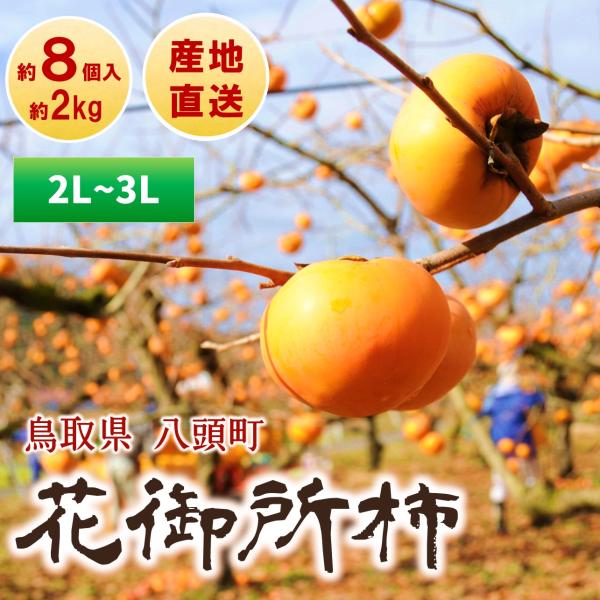 鳥取県八頭町（大御門地区のみ）で栽培している、日本一甘い柿と呼ばれる「花御所柿」甘味が強い品種で平均糖度は約20度！中には20度を超える甘さ際立つものもあります。■柿の収穫時期現在「最盛期」となっており、採れたての花御所柿を3営業日以内に出...