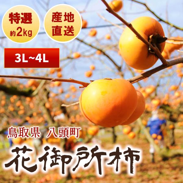 鳥取県八頭町（大御門地区のみ）で栽培している日本一甘いと呼ばれる柿「花御所柿」甘味が強い品種で糖度は平均20度！中には20度を超える甘さ際立つものもあります。■柿の収穫時期2026年12月半ば以降、産地の鳥取県より直送いたします。内容量：3...