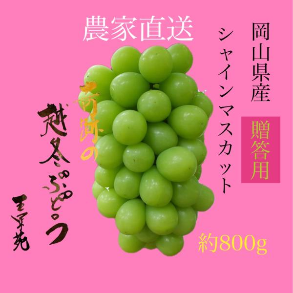 【商品名】シャインマスカット（中）【内容量】約8００g【数量】1房入【梱包】化粧箱入シャインマスカットは通常、9月〜１１月頃までの販売ですが、11月以降は特別な栽培方法と特殊な冷蔵庫で品質管理しておりますので、冬季も発送が可能です。