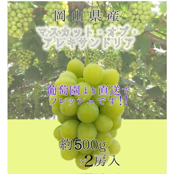 【商品名】マスカット・オブ・アレキサンドリア【生産県】岡山県【内容量】約1kg （贈答用にできない房を合わせて約1kg）【数　量】1房〜【梱包】化粧箱入り※アレキサンドリアは種がある葡萄です。