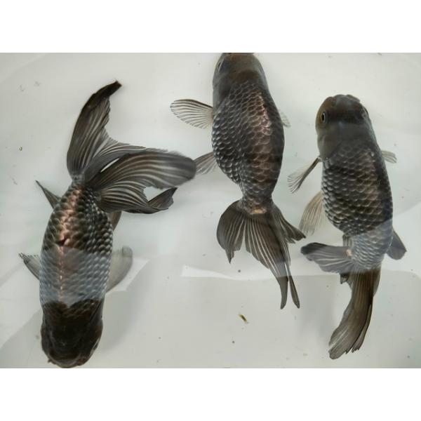 深見産青シューキンです。サイズは約11〜13センチほど。市場にあまり出回らない希少な子たちです！是非この機会に飼育してみては如何でしょう♪画像の金魚をランダムで発送致します。餌はおとひめEP2を与えています。※東北・北海道・沖縄への発送不可です。