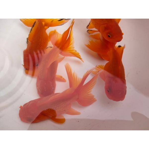 飯田産オランダ獅子頭二歳魚です。<br>サイズは約9〜10センチほど。<br>まだまだ今後の成長が楽しみな子たちです♪<br>餌はおとひめEP0を与えています。<br><br>※東...