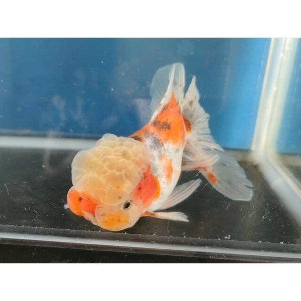 伊勢変わり東錦です。<br>サイズは約13センチほど。<br>一点物の個体となってます。<br>まだまだ今後の成長が楽しみな子たちです♪<br>餌はおとひめEP2を与えています。<br&...