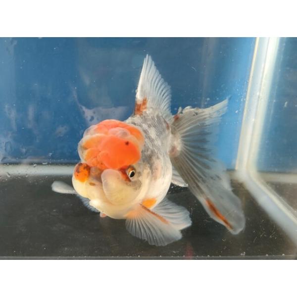 伊勢変わり東錦です。<br>サイズは約13センチほど。<br>一点物の個体となってます。<br>まだまだ今後の成長が楽しみな子たちです♪<br>餌はおとひめEP2を与えています。<br&...