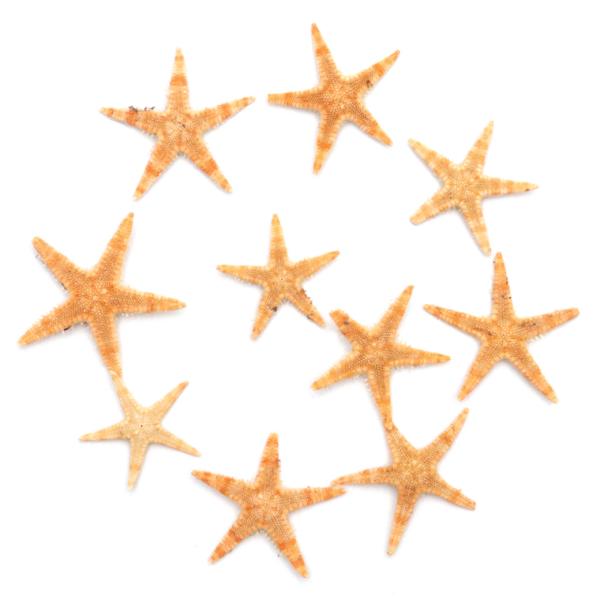 ハンドメイド作品や、工作、工芸の材料に。インテリアやディスプレイにも。■約10個単位での販売です。■サイズ1.5-2.5cm前後 ※天然のヒトデですのでサイズに個体差がございます。■備考※こちらは天然素材のため、サイズや色、模様、形に個体差...