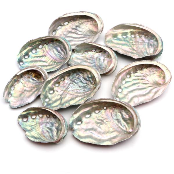 ハンドメイド作品や、工作、工芸の材料に。インテリアやディスプレイにも。■10個単位での販売です。■サイズ4-6cm前後 ※目安のサイズです。天然の貝ですのでサイズに個体差がございます。■備考ランダムで発送するため、サイズのご指定などは承るこ...