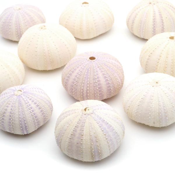 ハンドメイド作品や、工作、工芸の材料に。インテリアやディスプレイにも。◆1個単位での販売です。◆サイズ4-5cm前後 ※目安のサイズです。ランダムで発送するため、サイズのご指定などは承ることが出来ません。◆備考天然のウニの殻ですのでサイズや...