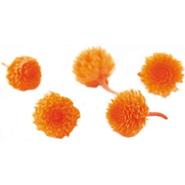 【商品概要】約2~4cmL/花サイズ:1~3cm主な素材:天然素材原産国:日本国プリザーブドフラワーフラワー(プリザーブド)染料が切り口や表面から漏れることがありますので、直射日光や湿気は避けてください。直射日光や高温多湿の場所は避けてくだ...