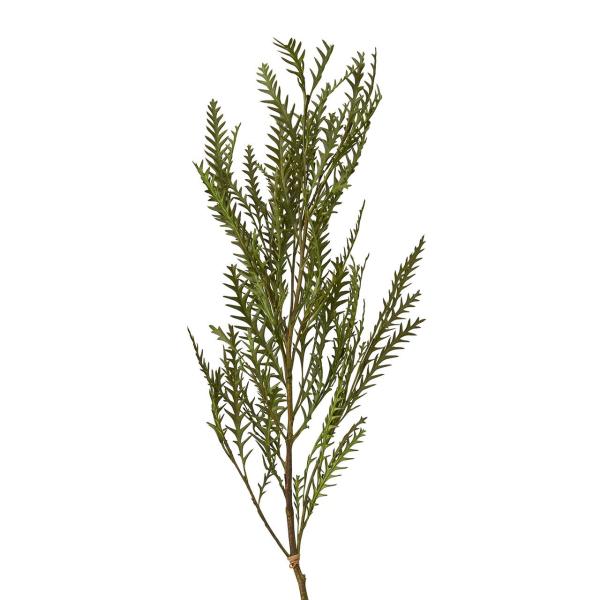 【商品概要】約L40~50cm主な素材:天然素材原産国:日本国プリザーブドフラワーグリーン リーフ 実もの 枝もの染料が切り口や表面から漏れることがありますので、直射日光や湿気は避けてください。直射日光や高温多湿の場所は避けてください。屋内...