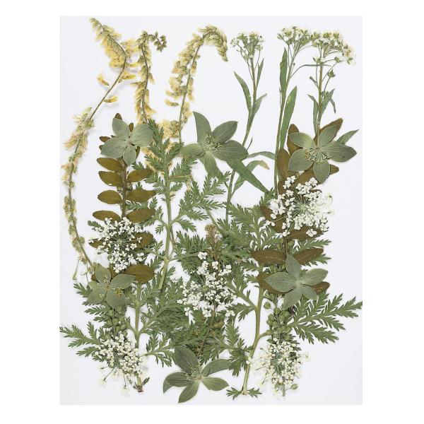 【商品概要】素材：乾燥花；全体の寸法：13.5 x 8.5 cm / 5.3 x 3.3 "（縦×横）；梱包リスト：1セット x 乾燥押し花の葉（約25個）特徴：1. 当店の乾燥花は、新鮮な花と緑の葉を押し、乾燥、染色するプロセスを経て作ら...