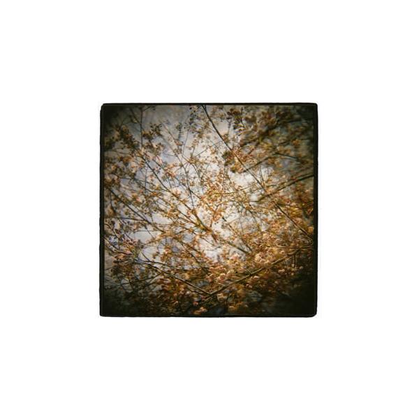 【発売日：2010年05月19日】【品番】 PCD-24251【JAN】 4995879242513【発売日】 2010年05月19日【アーティスト】ホース・フェザーズ【収録内容】(1)thistled spring(2)starving ...