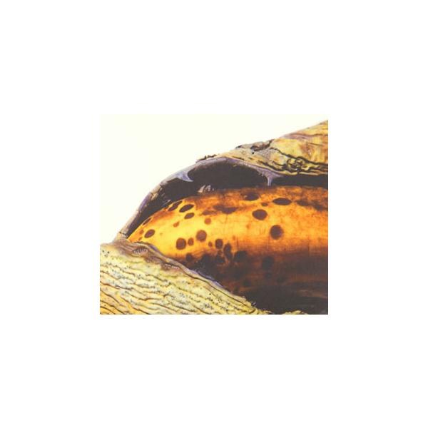 【発売日：2014年09月17日】【品番】 VICL-64212【JAN】 4988002678006【発売日】 2014年09月17日【アーティスト】Tam Tam【収録内容】(1)バベル(2)エンターキー(3)ニューロンダンサー(4)パ...