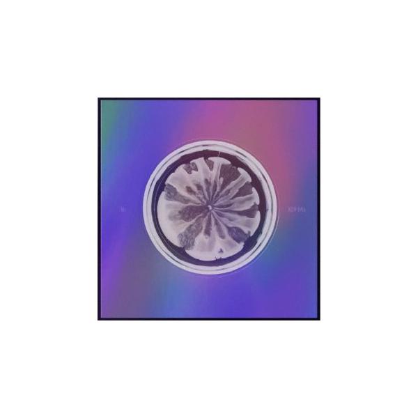 【発売日：2023年09月27日】【品番】 NFCC-5【JAN】 4544738000056【発売日】 2023年09月27日【アーティスト】XG【収録内容】［1］(1)HESONOO(2)X-GENE(3)GRL GVNG(4)TGIF...