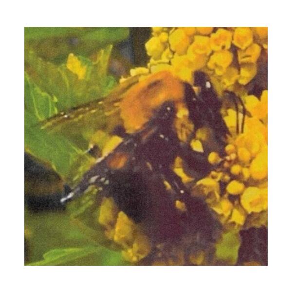 【発売日：2025年06月13日】こちらの商品は輸入盤のため、稀にジャケットに多少のスレや角にシワがある場合がございます。2025/6/13発売輸入盤レーベル：BRONCHO WORLDWIDE収録曲：