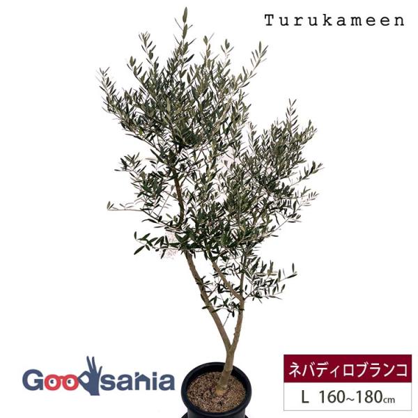 鶴亀園 オリーブの木 ネバディロブランコ Large (約160~180cm)・ネバディロブランコは、スペイン原産のオリーブ品種であり、主に受粉樹として利用されています。・開花量が非常に多く、多くのオリーブ品種に対して優れた受粉能力を発揮し...
