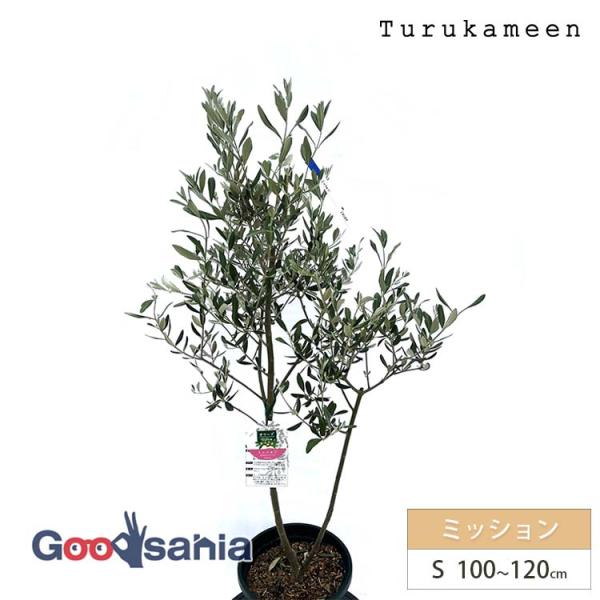鶴亀園 オリーブの木 ミッション Small (約100~120cm)・薄い緑色の葉で直立型の定番品種です。剪定がしやすく、寒さにも強い品種です。・樹形がスマートなため、シンボルツリーとしてや狭い場所でも育てることができます。【実の特徴】・...