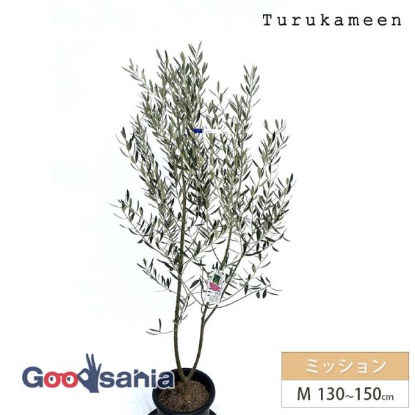 鶴亀園 オリーブの木 ミッション Medium (約130~150cm)・薄い緑色の葉で直立型の定番品種です。剪定がしやすく、寒さにも強い品種です。・樹形がスマートなため、シンボルツリーとしてや狭い場所でも育てることができます。【実の特徴】...