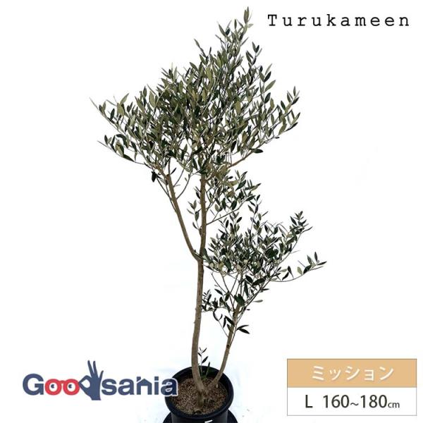 鶴亀園 オリーブの木 ミッション Large (約160~180cm)・薄い緑色の葉で直立型の定番品種です。剪定がしやすく、寒さにも強い品種です。・樹形がスマートなため、シンボルツリーとしてや狭い場所でも育てることができます。【実の特徴】・...