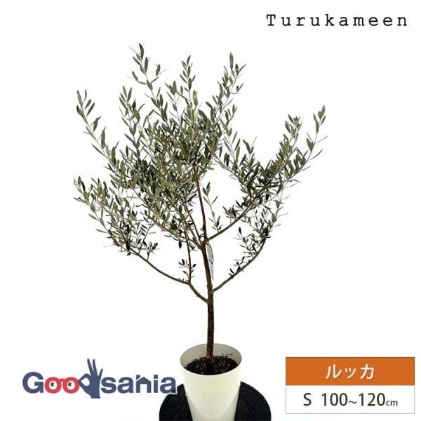 鶴亀園 オリーブの木 ルッカ Small (約100~120cm)・ルッカは、イタリア中部のトスカーナ地方を原産とするオリーブの品種であり、耐寒性が高く、栽培の容易さから世界中で人気があります。・この品種は、病害虫への耐性が強いことでも知ら...