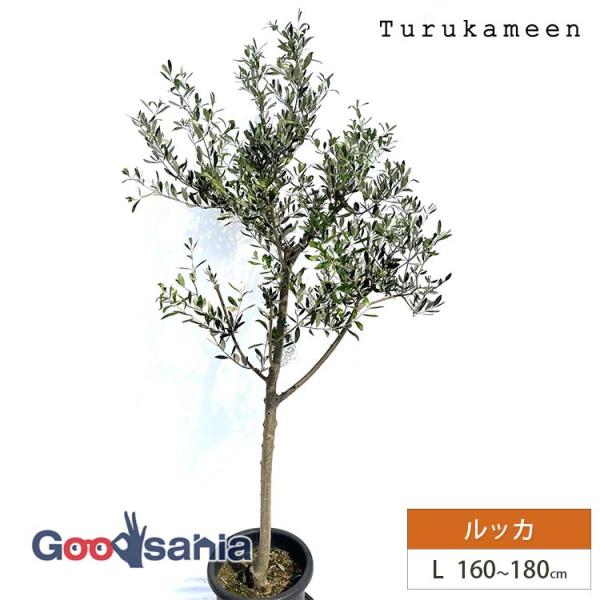 鶴亀園 オリーブの木 ルッカ Large (約160~180cm)・ルッカは、イタリア中部のトスカーナ地方を原産とするオリーブの品種であり、耐寒性が高く、栽培の容易さから世界中で人気があります。・この品種は、病害虫への耐性が強いことでも知ら...