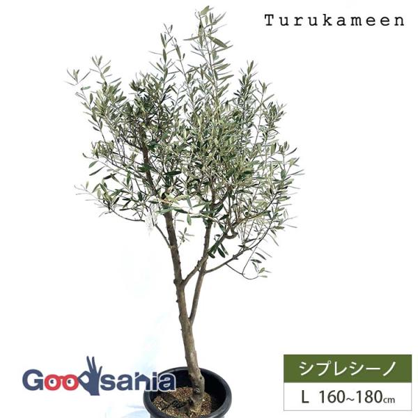鶴亀園 オリーブの木 シプレシーノ Large (約160~180cm)・シプレシーノは、イタリア南部シチリア島を原産とするオリーブの品種であり、防風林や景観樹としても利用されることが多い品種です。・この品種は、耐風性に優れているほか、土壌...