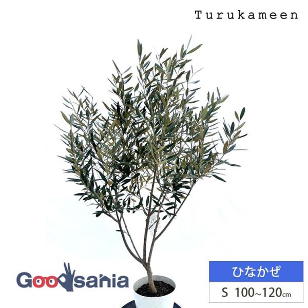 鶴亀園 オリーブの木 ひなかぜ Small (約100~120cm)・ひなかぜは、暑さや寒さに強い品種です。栽培する際には、日当たりの良い場所に植え、適度な水やりを行うことが重要です。・水はけの良い土壌を選び、特に湿気に注意することで、病害...