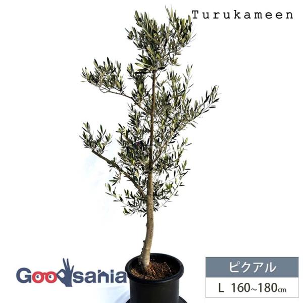 鶴亀園 オリーブの木 ピクアル Large (約160~180cm)・耐病性が強く、乾燥耐性に優れているため、比較的厳しい環境でも栽培が可能です。また生産性が高い品種とされています。・実を収穫しやすい性質を持ち、オリーブオイルの品質が安定し...