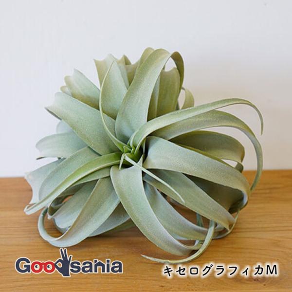 観葉植物 グリーン フェイク 造花 植物 インテリア リアル お手入れ不要 本物そっくり 飾り おしゃれ かざり お洒落 装飾 水やり不要 ディスプレイ POSH LIVING