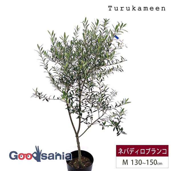 鶴亀園 オリーブの木 ネバディロブランコ Medium (約130~150cm)・ネバディロブランコは、スペイン原産のオリーブ品種であり、主に受粉樹として利用されています。・開花量が非常に多く、多くのオリーブ品種に対して優れた受粉能力を発揮...