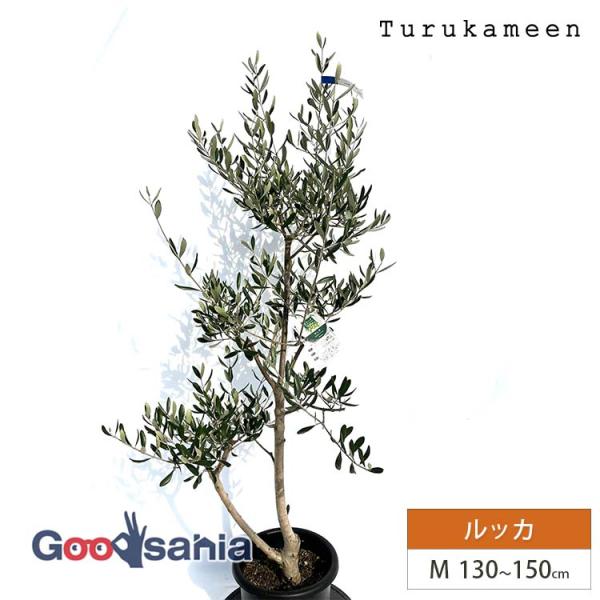 鶴亀園 オリーブの木 ルッカ Medium (約130~150cm)・ルッカは、イタリア中部のトスカーナ地方を原産とするオリーブの品種であり、耐寒性が高く、栽培の容易さから世界中で人気があります。・この品種は、病害虫への耐性が強いことでも知...