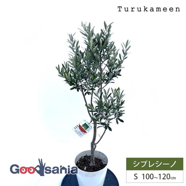 鶴亀園 オリーブの木 シプレシーノ Small (約100~120cm)・シプレシーノは、イタリア南部シチリア島を原産とするオリーブの品種であり、防風林や景観樹としても利用されることが多い品種です。・この品種は、耐風性に優れているほか、土壌...