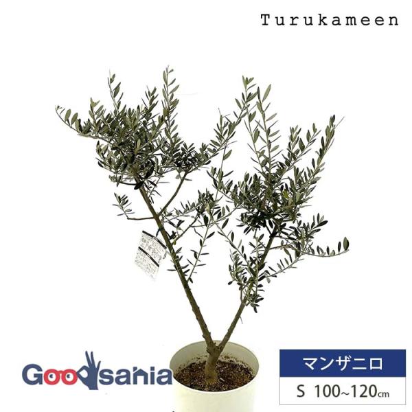 鶴亀園 オリーブの木 マンザニロ Small (約100~120cm)・マンザニロは、テーブルオリーブとしても搾油用としても非常に人気の高い品種であり、果実の品質と風味が優れています。・耐寒性と耐乾燥性のバランスが良く、幅広い気候に適応でき...