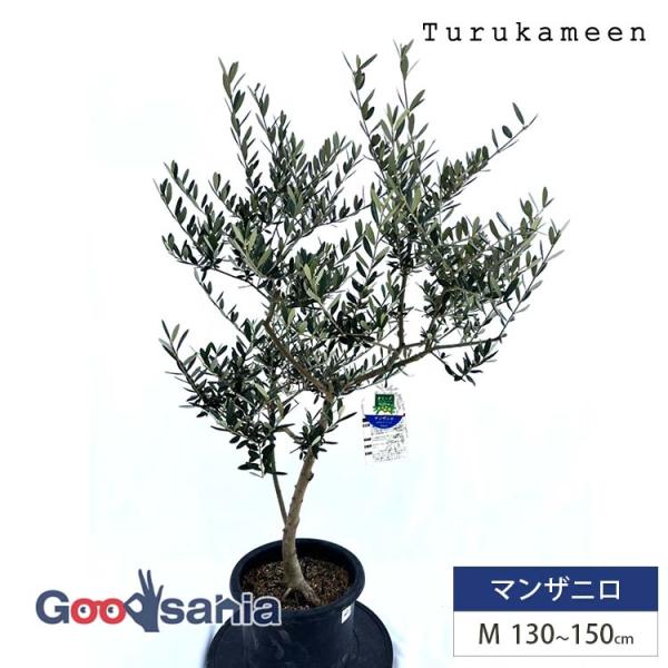鶴亀園 オリーブの木 マンザニロ Medium (約130~150cm)・マンザニロは、テーブルオリーブとしても搾油用としても非常に人気の高い品種であり、果実の品質と風味が優れています。・耐寒性と耐乾燥性のバランスが良く、幅広い気候に適応で...