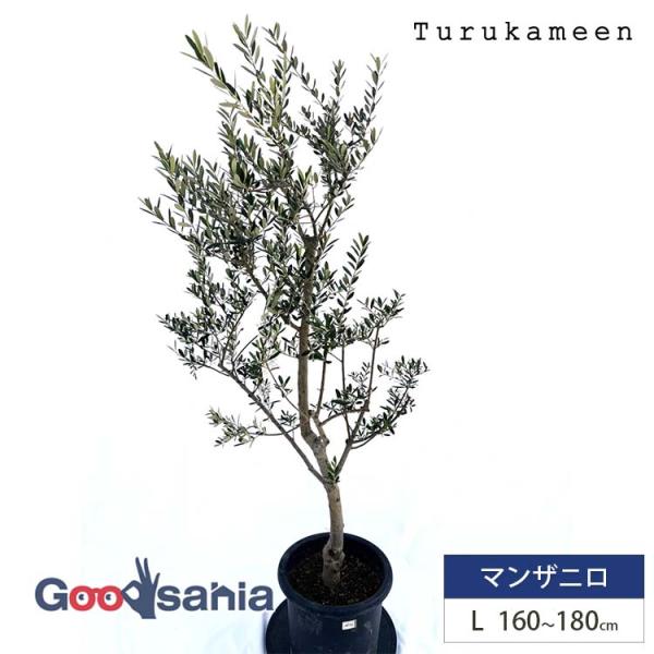 鶴亀園 オリーブの木 マンザニロ Large (約160~180cm)・マンザニロは、テーブルオリーブとしても搾油用としても非常に人気の高い品種であり、果実の品質と風味が優れています。・耐寒性と耐乾燥性のバランスが良く、幅広い気候に適応でき...