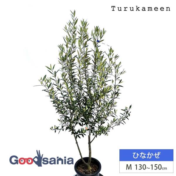 鶴亀園 オリーブの木 ひなかぜ Medium (約130~150cm)・ひなかぜは、暑さや寒さに強い品種です。栽培する際には、日当たりの良い場所に植え、適度な水やりを行うことが重要です。・水はけの良い土壌を選び、特に湿気に注意することで、病...