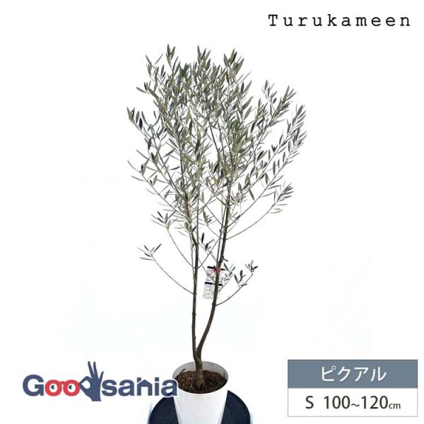 鶴亀園 オリーブの木 ピクアル Small (約100~120cm)・耐病性が強く、乾燥耐性に優れているため、比較的厳しい環境でも栽培が可能です。また生産性が高い品種とされています。・実を収穫しやすい性質を持ち、オリーブオイルの品質が安定し...