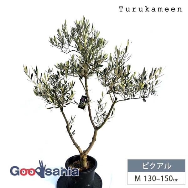 鶴亀園 オリーブの木 ピクアル Medium (約130~150cm)・耐病性が強く、乾燥耐性に優れているため、比較的厳しい環境でも栽培が可能です。また生産性が高い品種とされています。・実を収穫しやすい性質を持ち、オリーブオイルの品質が安定...