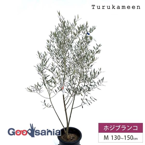 鶴亀園 オリーブの木 ホジブランコ Medium (約130~150cm)・ホジブランコは、オリーブオイルの品質が高く、特に香りが良い品種です。・耐寒性が強く、比較的冷涼な地域でも栽培が可能です。・病害への耐性を持っていて、特にオリーブの主...