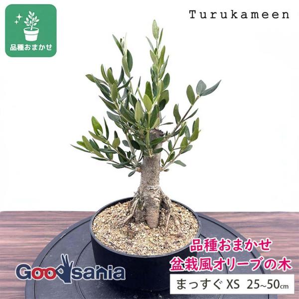 ・オリーブを盆栽風に仕立てた、観賞用の鉢植えです。・コンパクトなサイズ感と味わいのある樹形で、玄関先やベランダ、室内の明るい場所など、さまざまな空間に取り入れやすい一鉢です。・小さくも存在感のある、根張りや枝の抜け感を生かした仕立てで、シン...