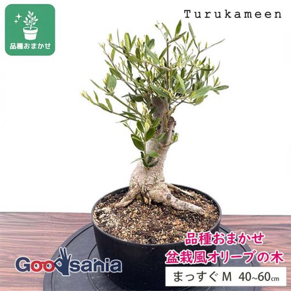 ・オリーブを盆栽風に仕立てた、観賞用の鉢植えです。・コンパクトなサイズ感と味わいのある樹形で、玄関先やベランダ、室内の明るい場所など、さまざまな空間に取り入れやすい一鉢です。・小さくも存在感のある、根張りや枝の抜け感を生かした仕立てで、シン...