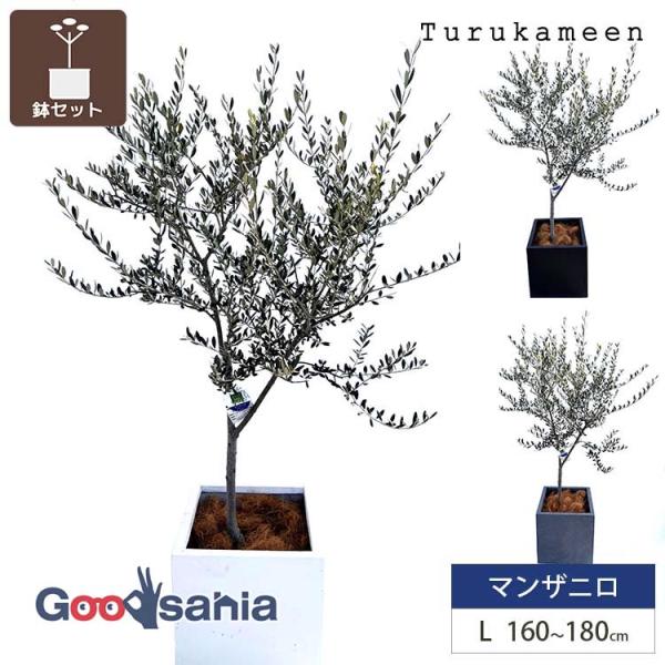 ・スペイン原産のオリーブ品種「マンザニロ」と、プランターをセットにした商品です。・世界的に栽培面積が広く、耐寒性・耐乾性のバランスに優れた、環境適応力の高い代表的なオリーブ品種です。・幅広い環境に対応できるため、オリーブ栽培が初めての方にも...