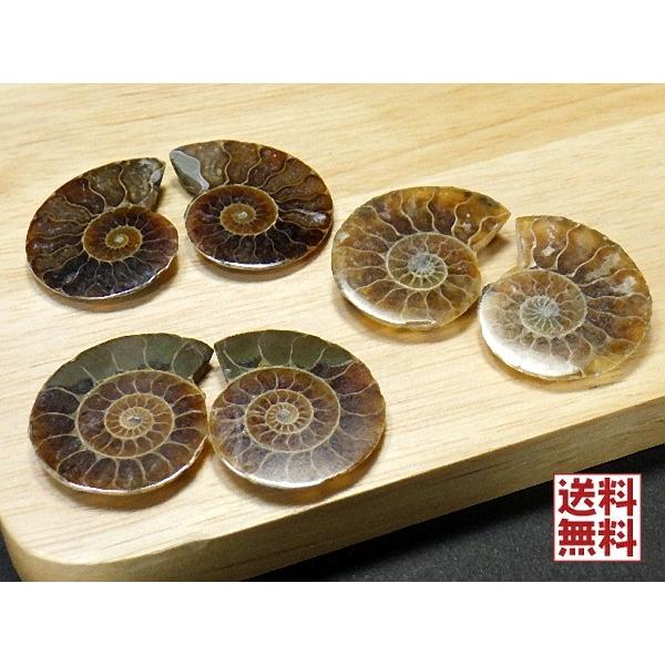 マダガスカル島から古代からのメッセージ。白亜紀に絶滅した古代生物アンモン貝の化石。大きなものは１ｍを超える物もあり、古代世界の大きさを感じる１品。コレクション・オリジナルアクセサリーに挑戦！時代　中生代白亜紀/約１億４千万〜６千万年前参考サ...