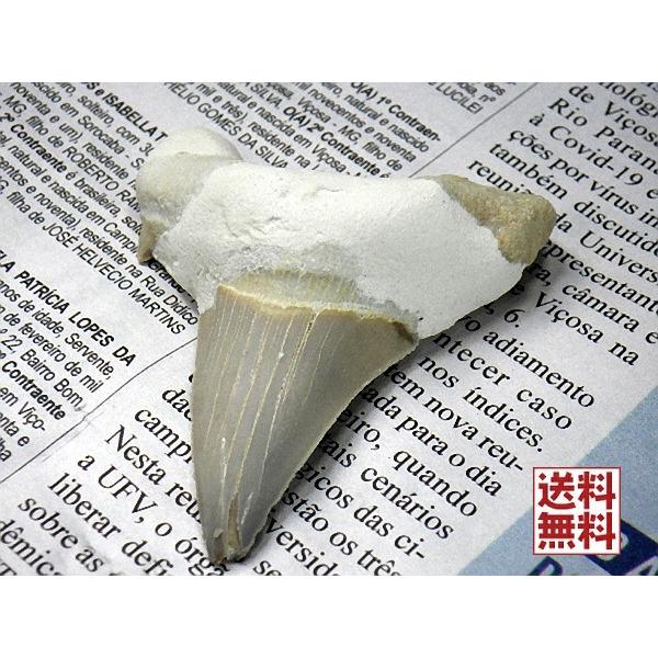 太古から辿り着いた化石。モロッコ　フーリブガ地域で、燐鉱石に伴って産出する始新世の石灰泥岩から採取された化石。石灰の中で最良の品質で保存され、つやのある綺麗な状態で採掘されました。この歯は恐竜がちょうど絶滅したころから新生代の前期（４０００...