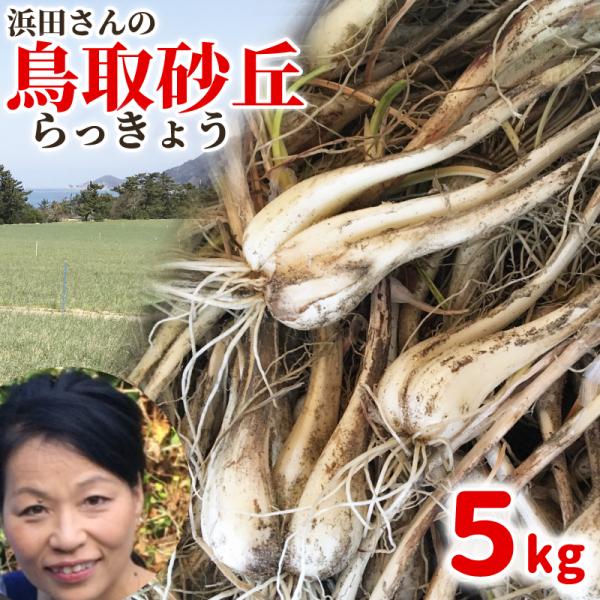 【発売日：2018年05月31日】※処理後の量はおおよそ2-3割減ります※日付指定不可福部町産の正真正銘の鳥取砂丘らっきょうは、細長い形状の「らくだ系」が中心品種です。希少な砂、茎、根付きの新鮮な状態でお届けいたします。茎は薬味としてご利用...