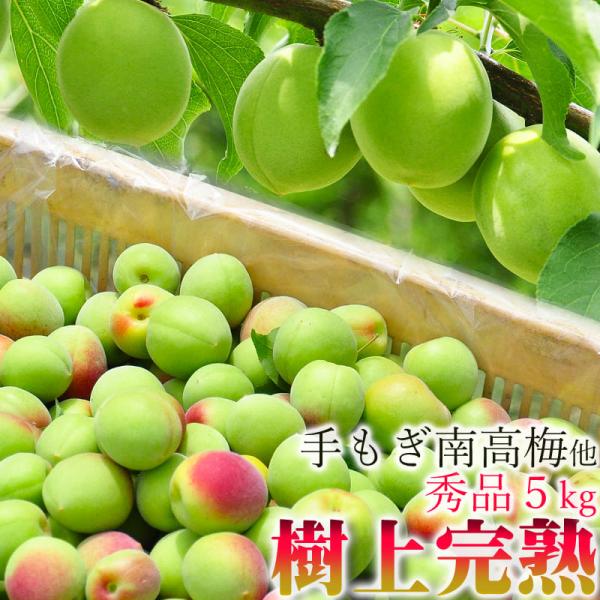 【発売日：2023年05月15日】※6月中旬頃の発送予定です。※樹上で熟し過ぎると収穫中に実が劣化する恐れがあるため、梅を割ってタネの色を見て完熟（収穫タイミング）を判断します。そのため実の色が画像と異なる場合がありますのでご注意ください。...