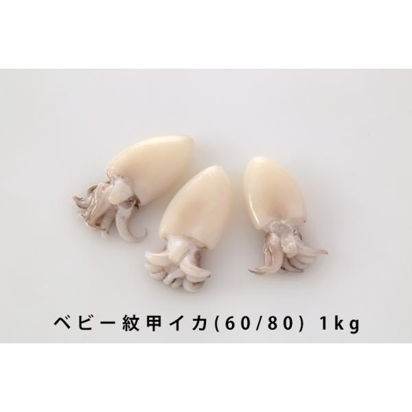 小さ目の紋甲イカです！　トマトパスタにも最適です。